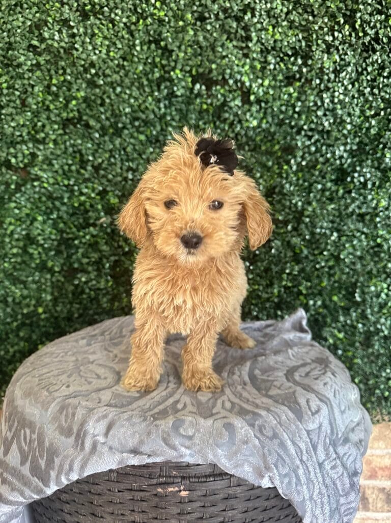 Standard Goldendoodle Puppy For Sale - Goldilocks Goldendoodles