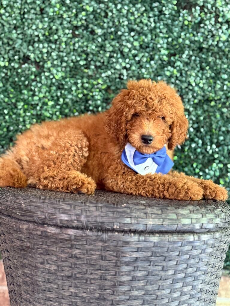 Goldilocks Goldendoodles - F1 & F1B Goldendoodle Puppy