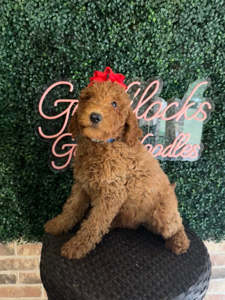F1B Mini/Med Goldendoodle Puppy “Lizzette” 30-40 Lbs Female
